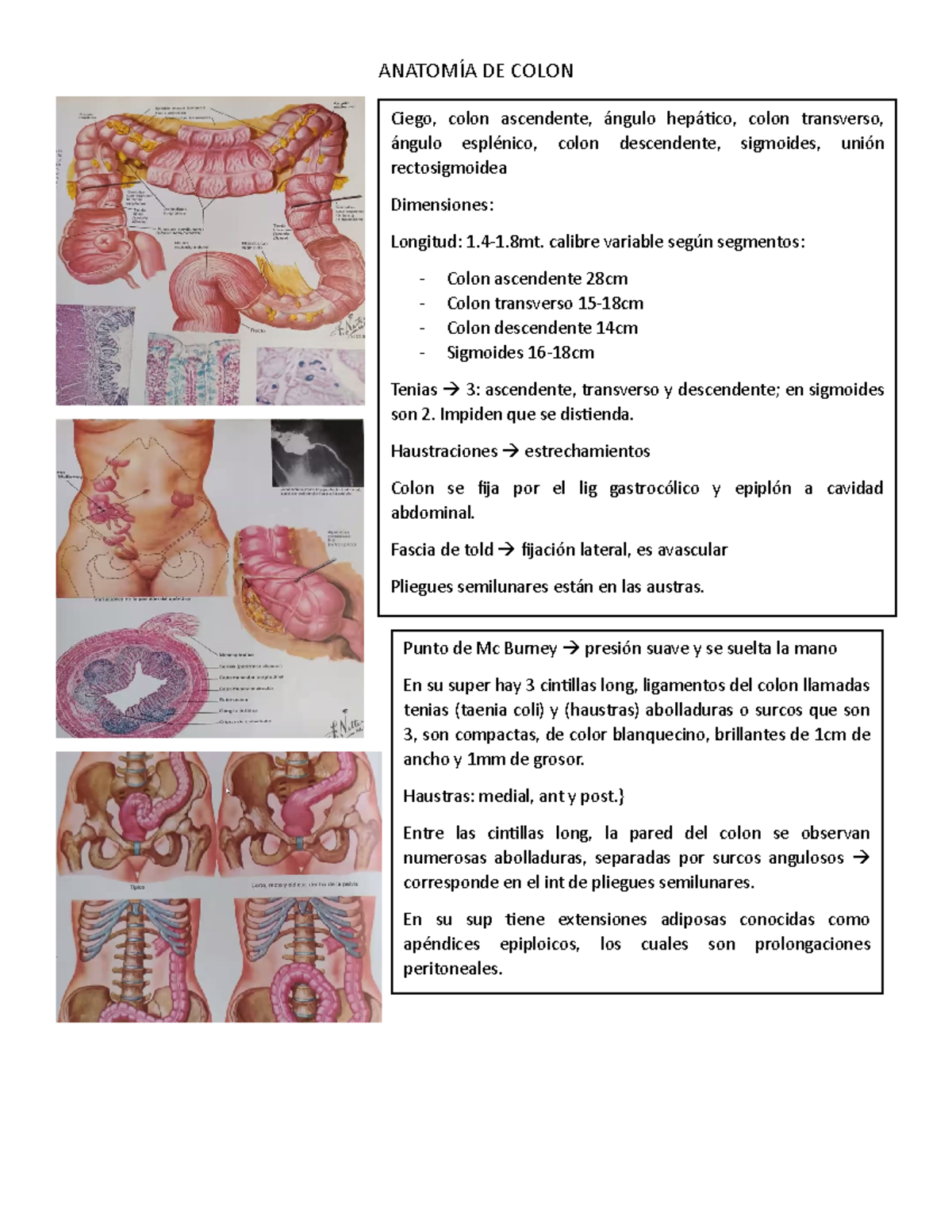 Anatomía DE Colon - ANATOMÍA DE COLON Ciego, colon ascendente, ángulo ...