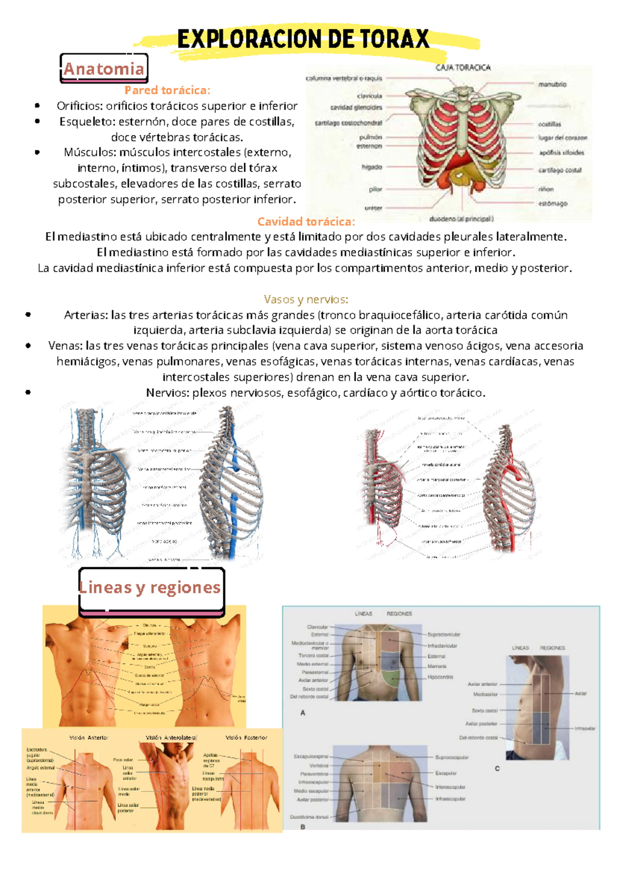 Exploracion de torax - EXPLORACION DE TORAX Anatomia Pared torácica ...