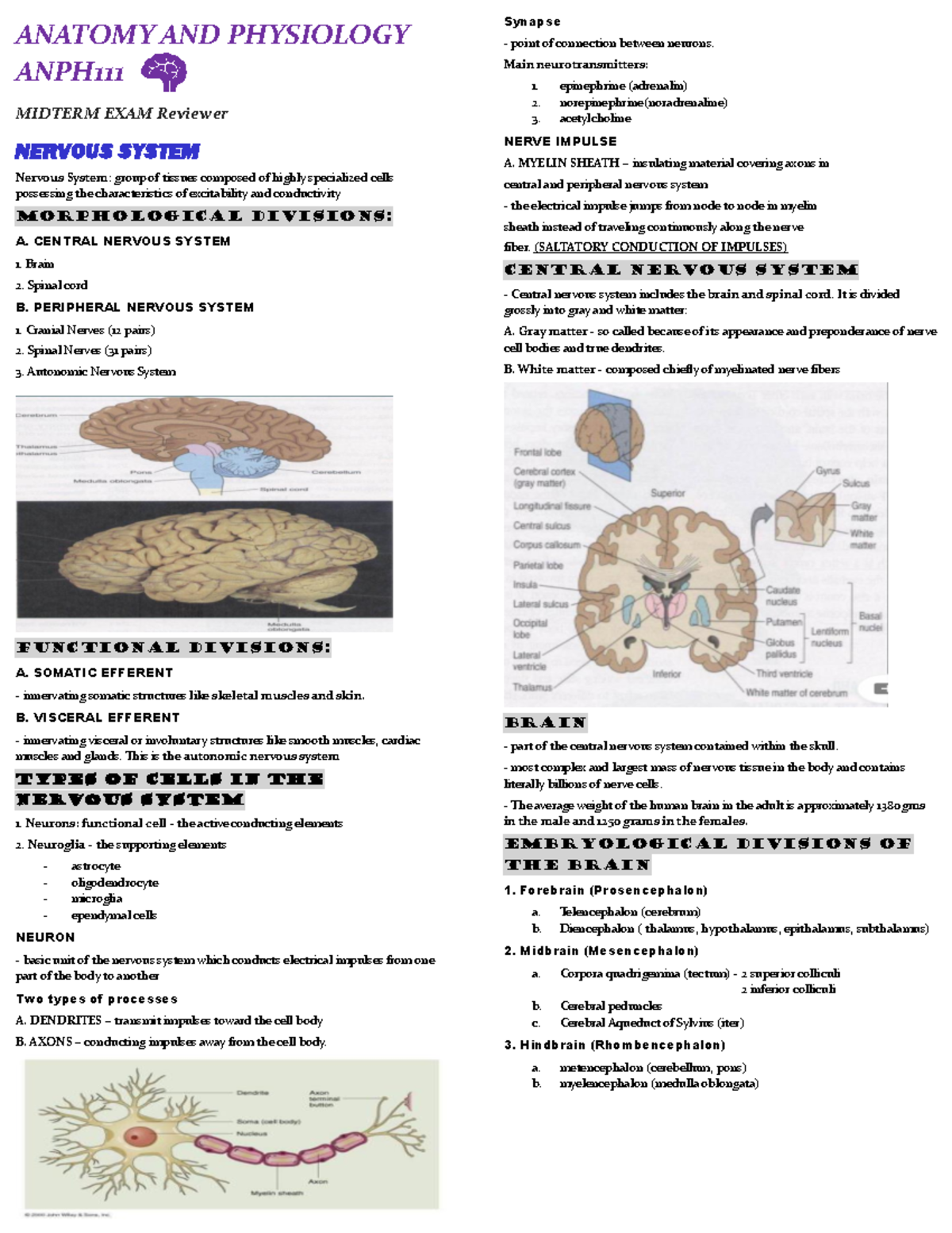Anaphy - Midterm Exam Reviewer: Nervous, Endocrine, and Sensory Systems ...