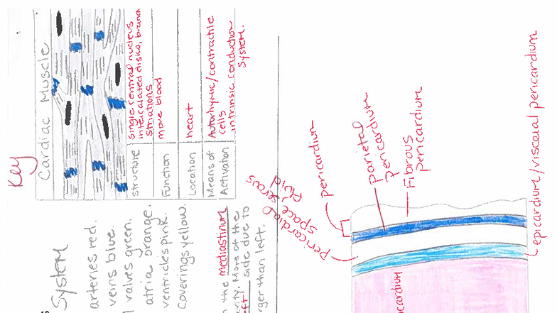 Doodle Notes: Cardiovascular System Overview (Cardio Unit) - Studocu