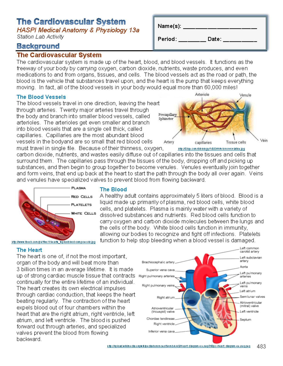 HASPI 13a: Understanding the Cardiovascular System in Detail - Studocu