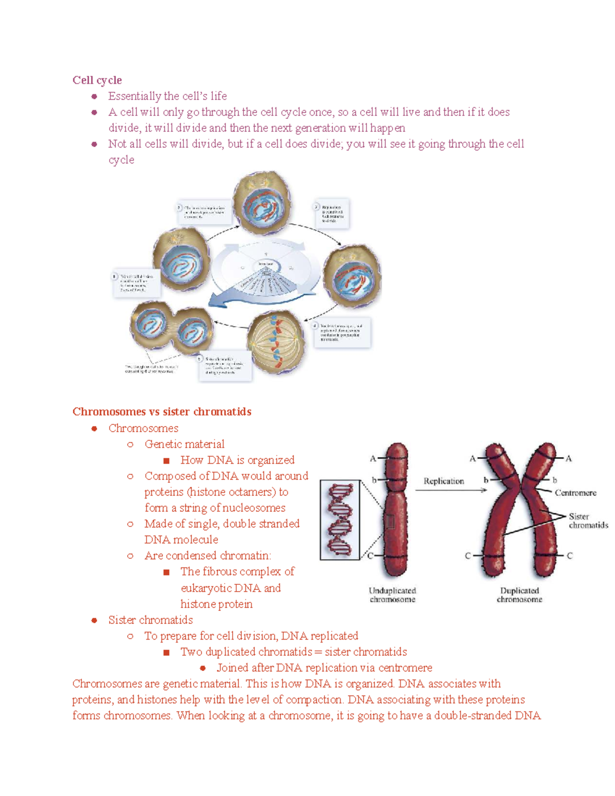 Cell Cycle Overview: Phases, Checkpoints, and Chromosomal Dynamics ...