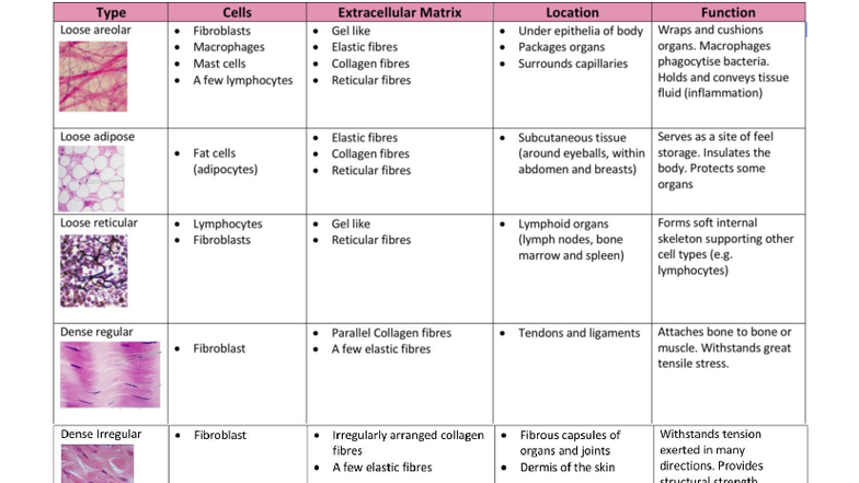 Connective Tissues Overview: Functions & Locations - Studocu