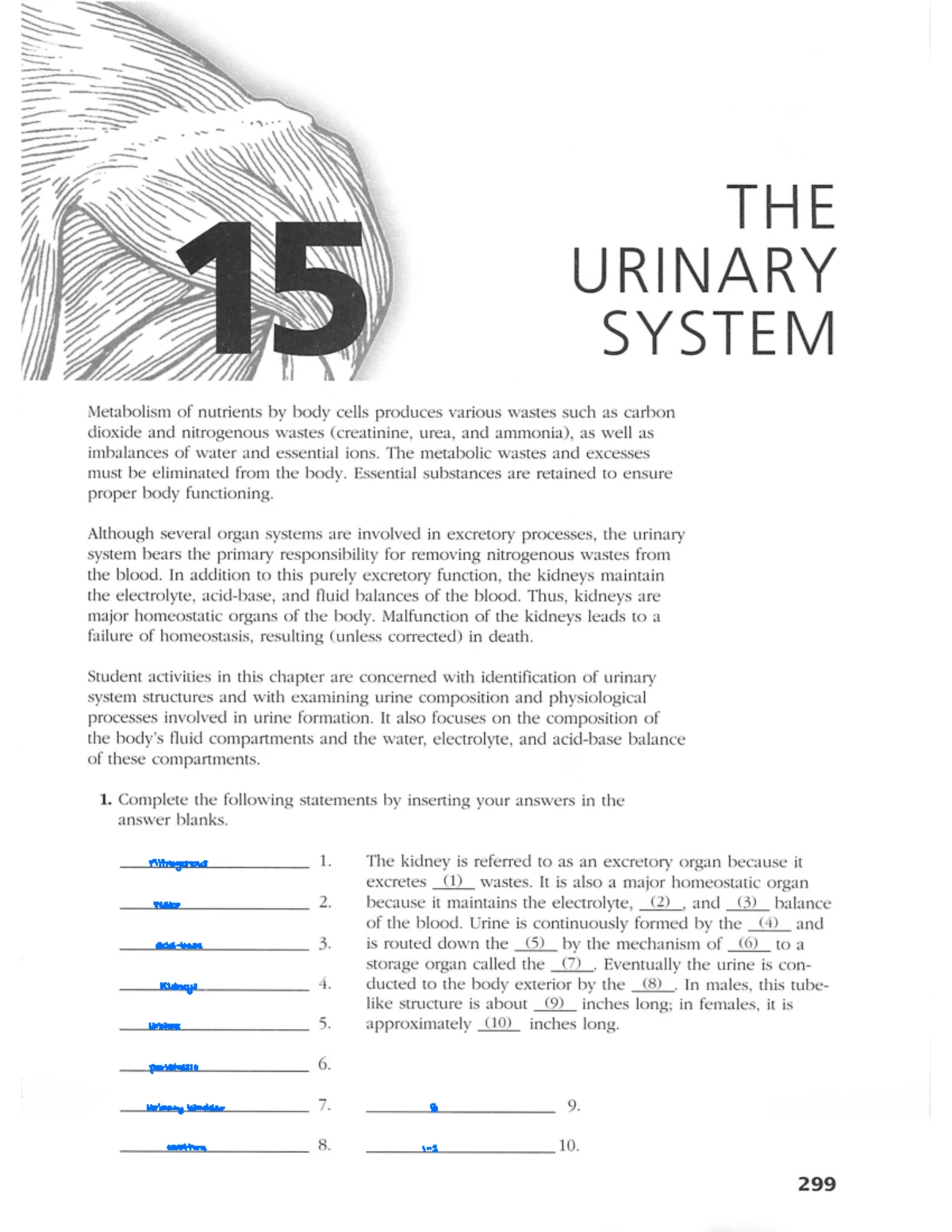 AP Coloring Workbook The Urinary System - THE URINARY SYSTEM Metabolism ...
