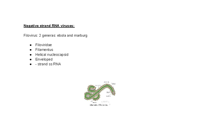BIOC20 - Negative Strand RNA Viruses: Filoviridae Overview - Studocu