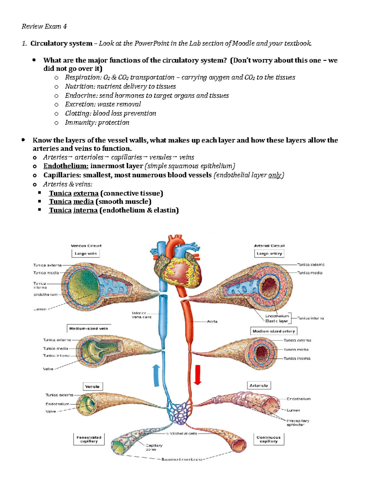 Circulatory System Review for Exam 4 - Anatomy & Function Insights ...