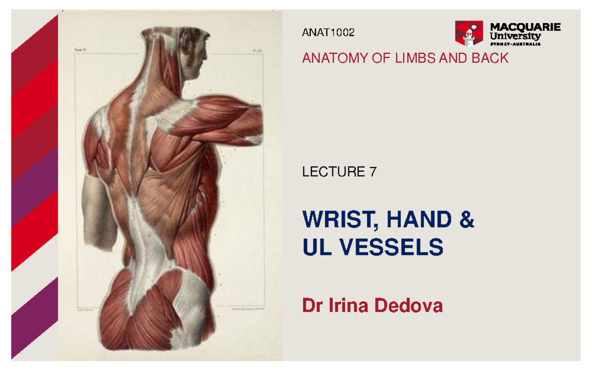 L07 ANAT1002 2024 Wrist Hand Vessels 2 - ANATOMY OF LIMBS AND BACK ...