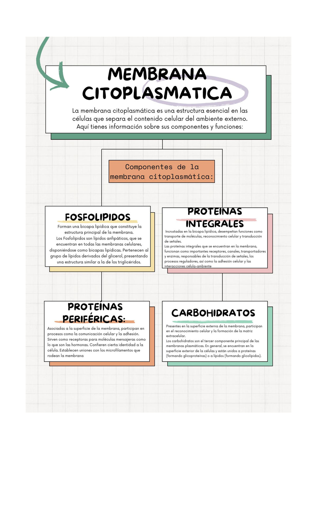 MEMBRANA CITOPLASMÁTICA: Estructura y Funciones Esenciales - Studocu