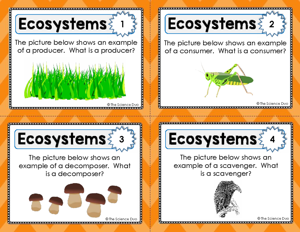Ecosystems Task Cards - grhhteht - The picture below shows an example ...