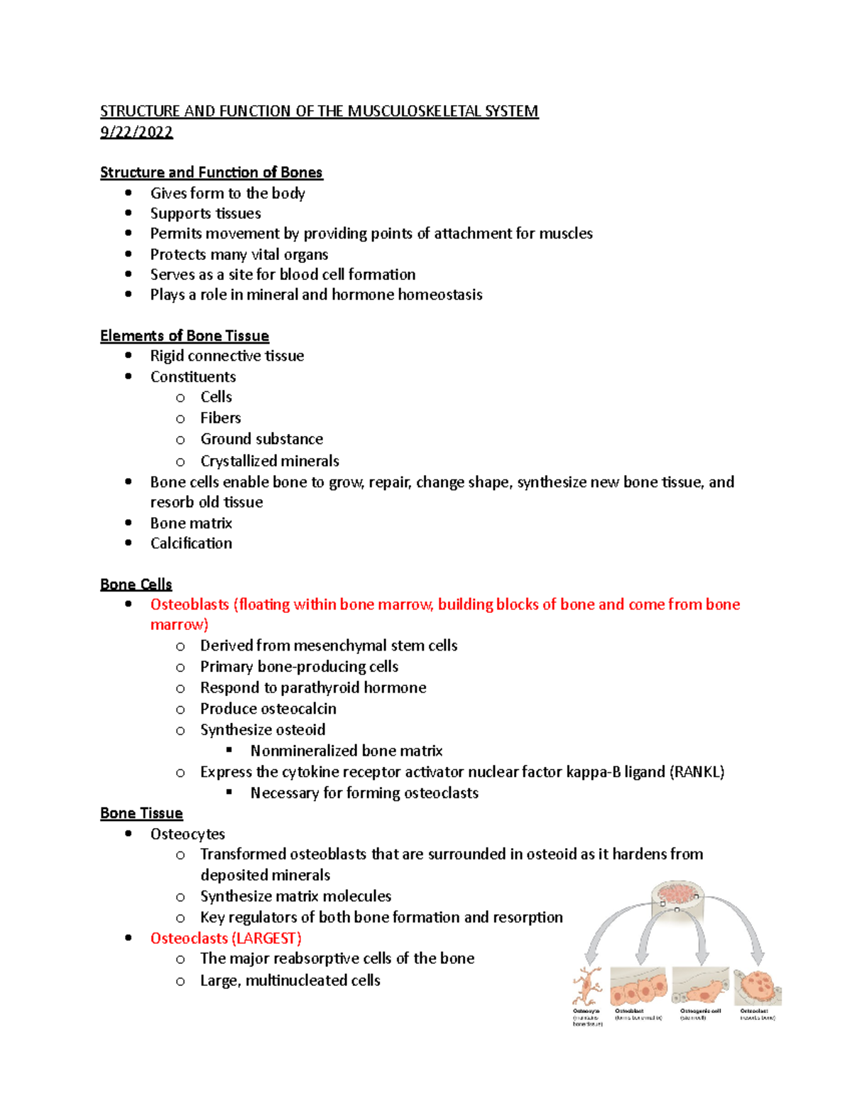 Structure and Function of the Musculoskeletal System: Key Concepts ...