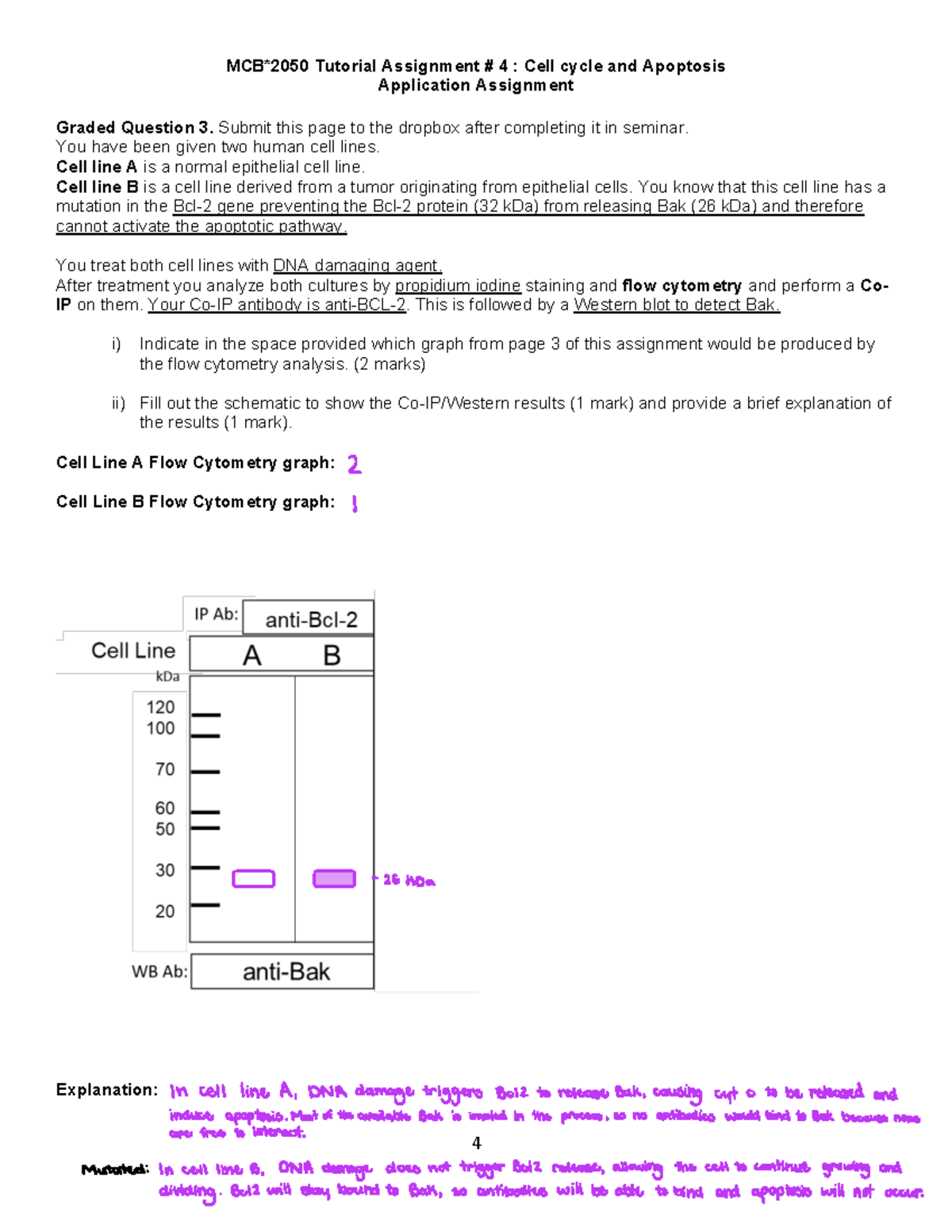 MCB*2050 Seminar 4 - Tutorial Assignment #4: Cell Cycle & Apoptosis - Studocu