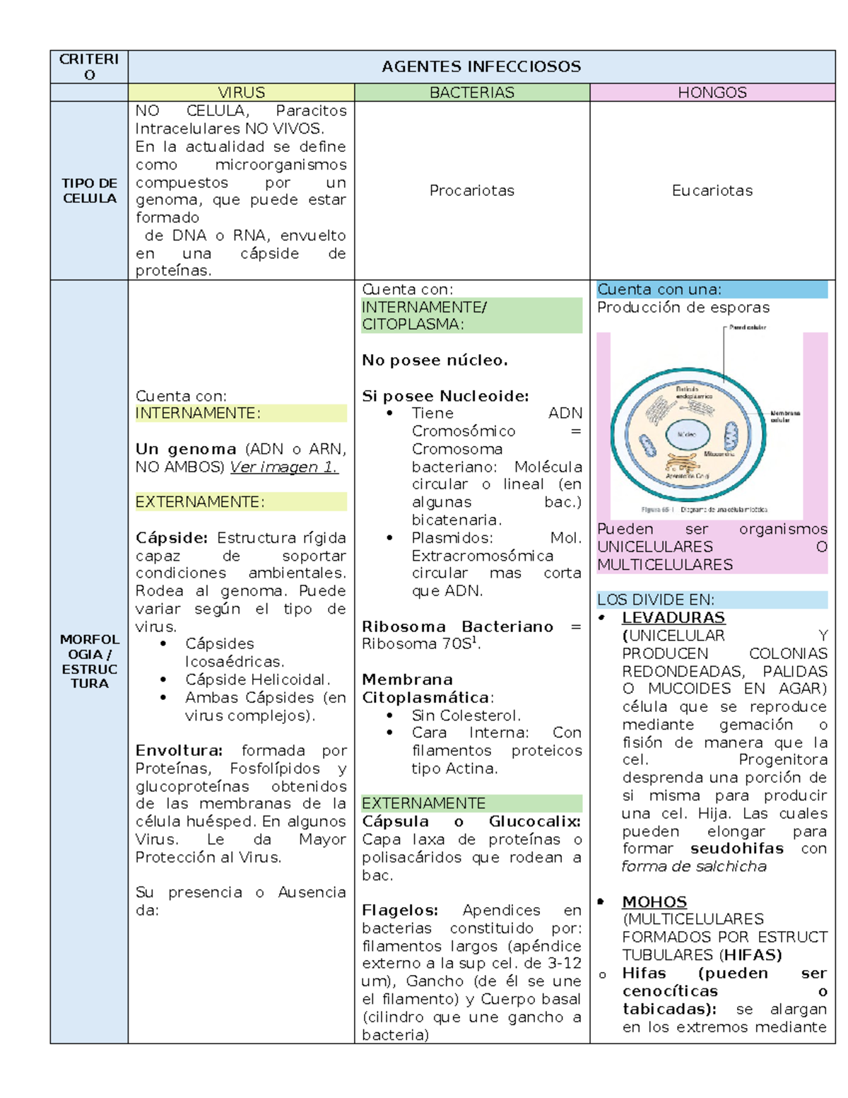 Cuadro Comparativo de Virus, Bacterias y Hongos en Microbiología - Studocu