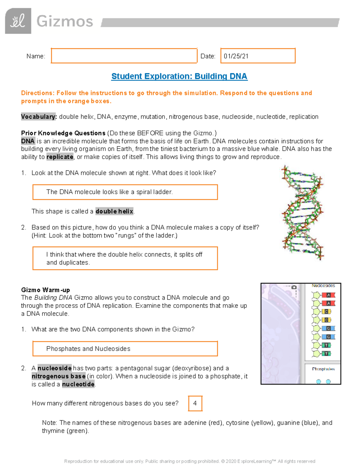 DNA Gizmo - Name: Date: 01/25/ Student Exploration: Building DNA ...