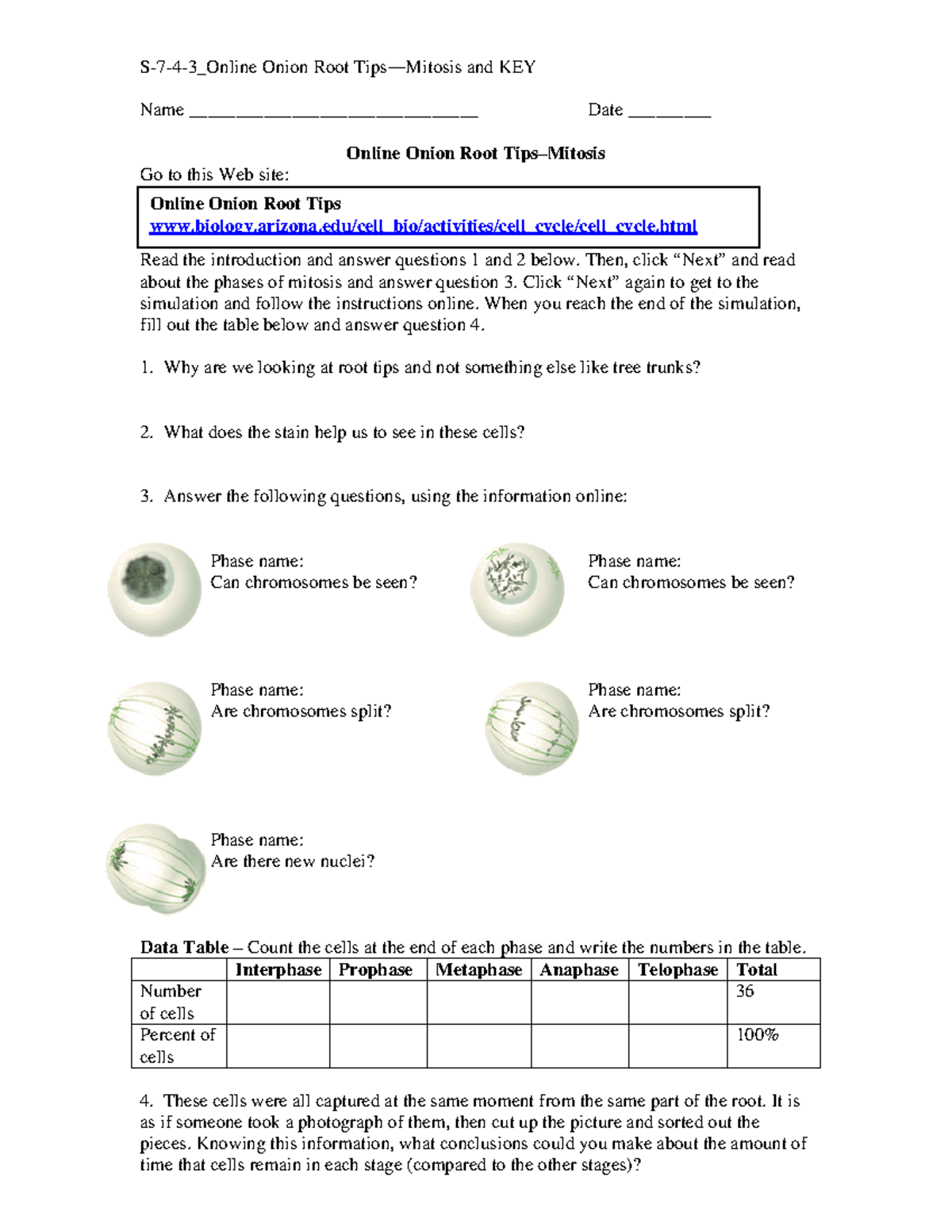 S-7-4-3 Online Onion Root Tips-Mitosis and KEY - S-7-4-3_Online Onion ...