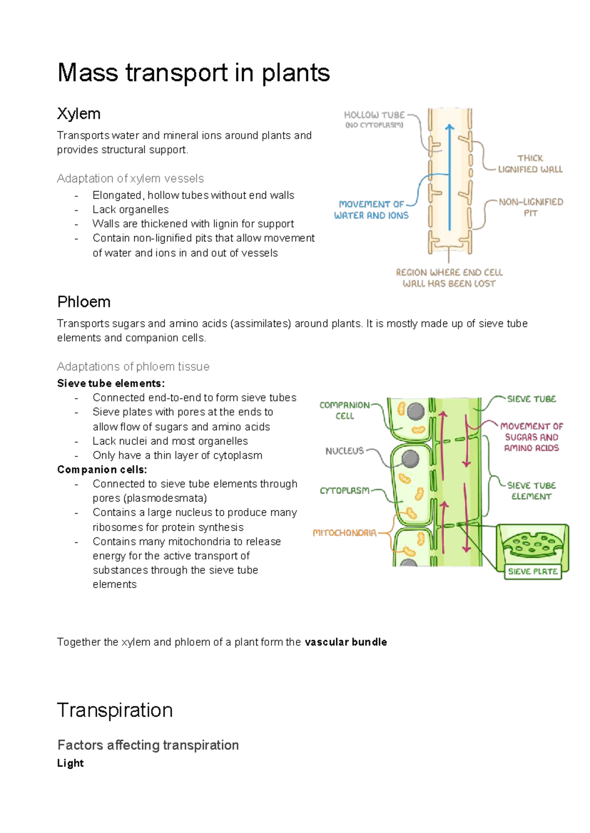 3.3.4.2 Plant Mass Transport: Xylem & Phloem Functions and Adaptations ...