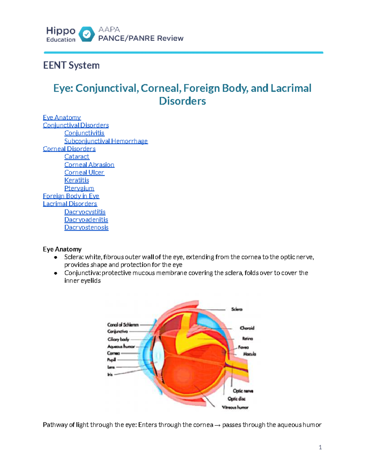 EENT 101: Summary of Eye Disorders and Anatomy Notes - Studocu