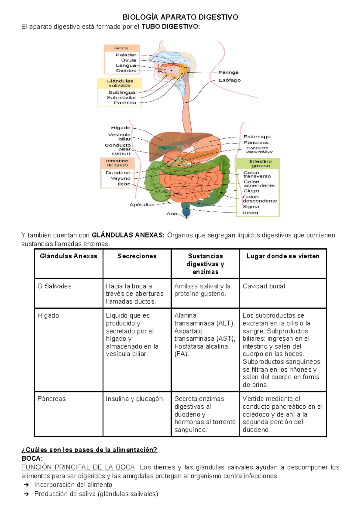 Biologia sistema digestivo - BIOLOGÍA APARATO DIGESTIVO El aparato ...