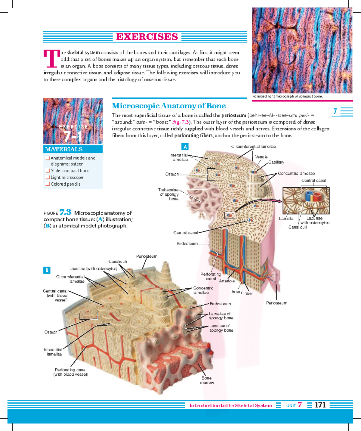 Anatomy of the Skeletal System: Exercises and Insights (BIO 101) - Studocu
