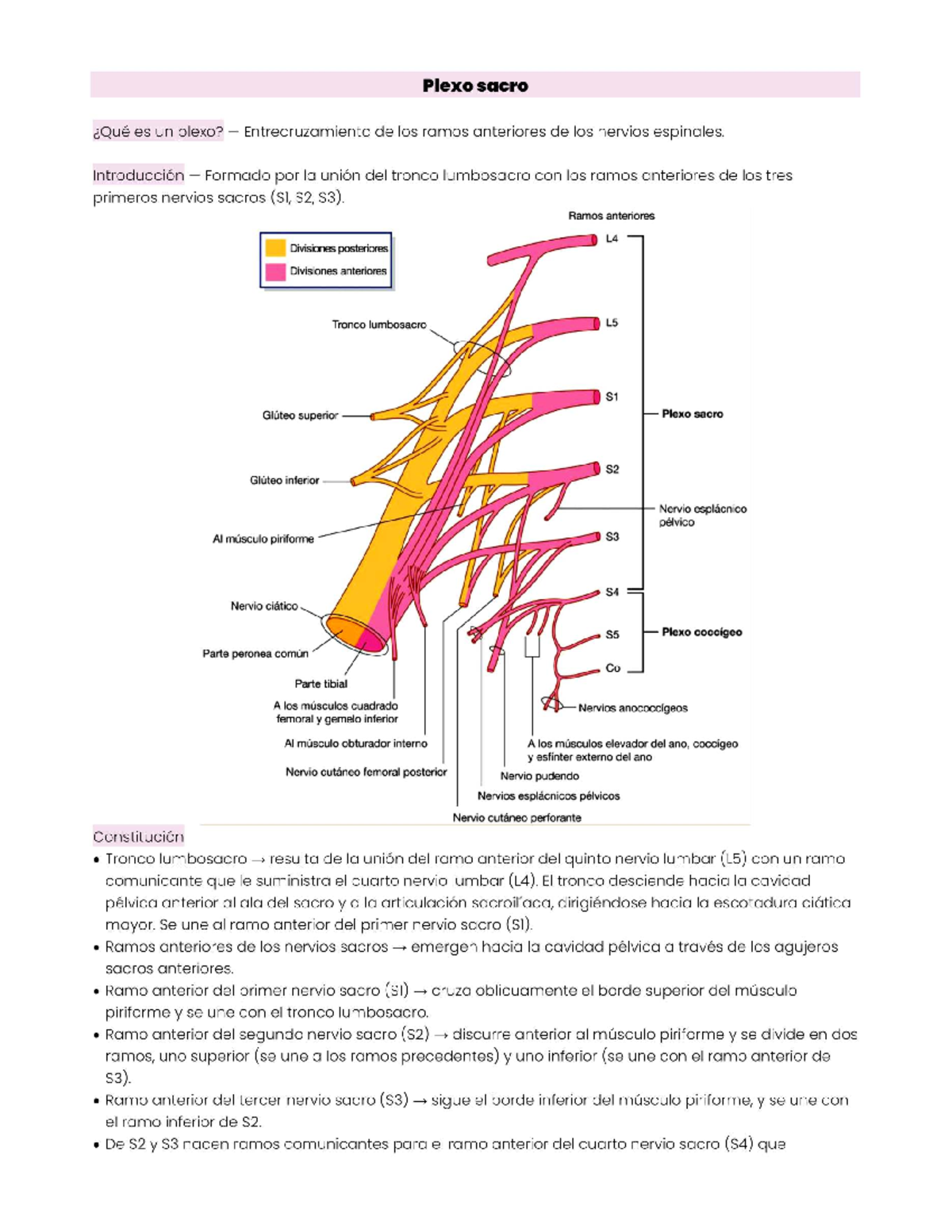Tp 6 - Plexo Sacro: Anatomía y Funciones de los Nervios Sacros - Studocu