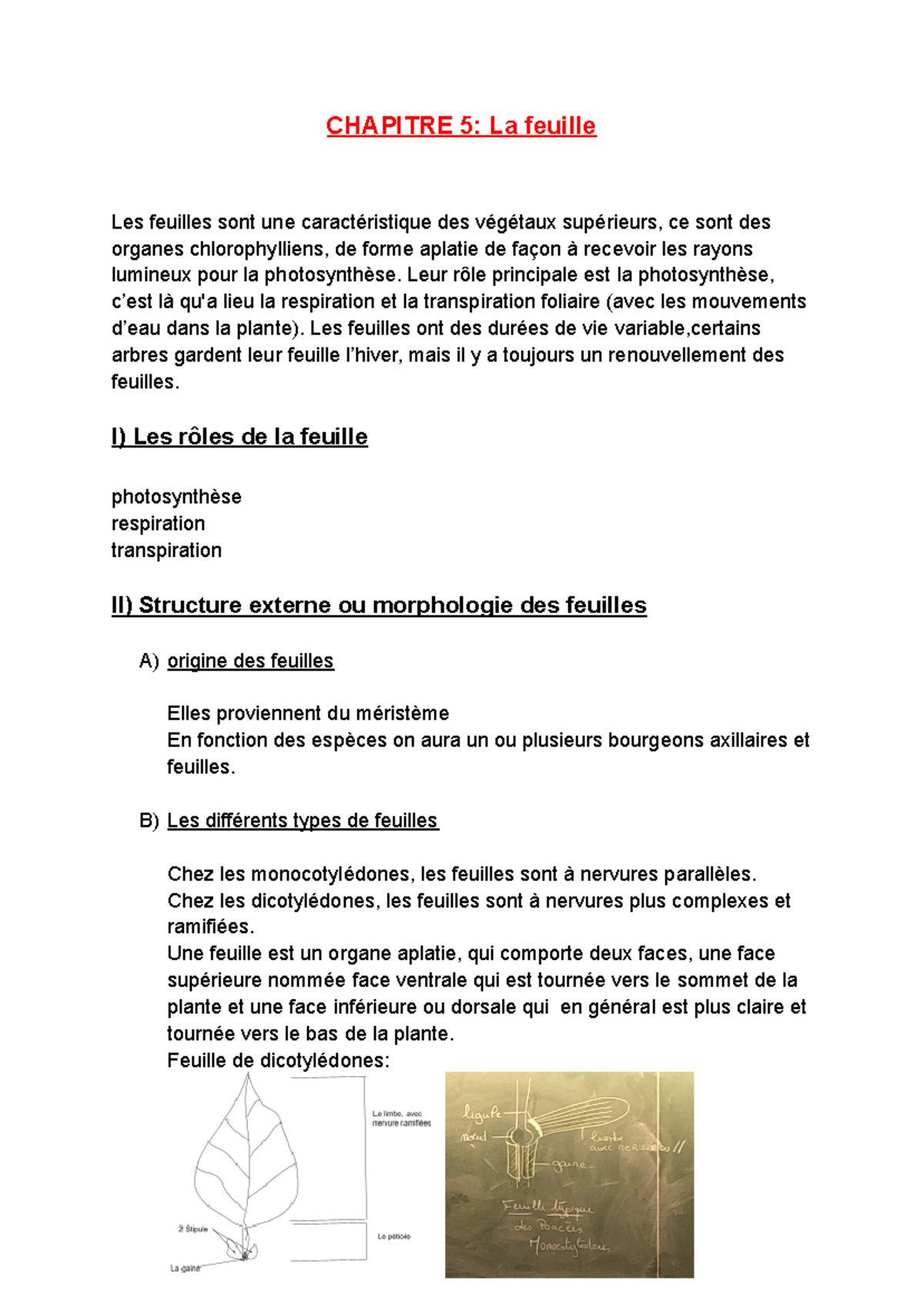Chapitre 5 : La Feuille - Cours sur la Morphologie et Anatomie des ...