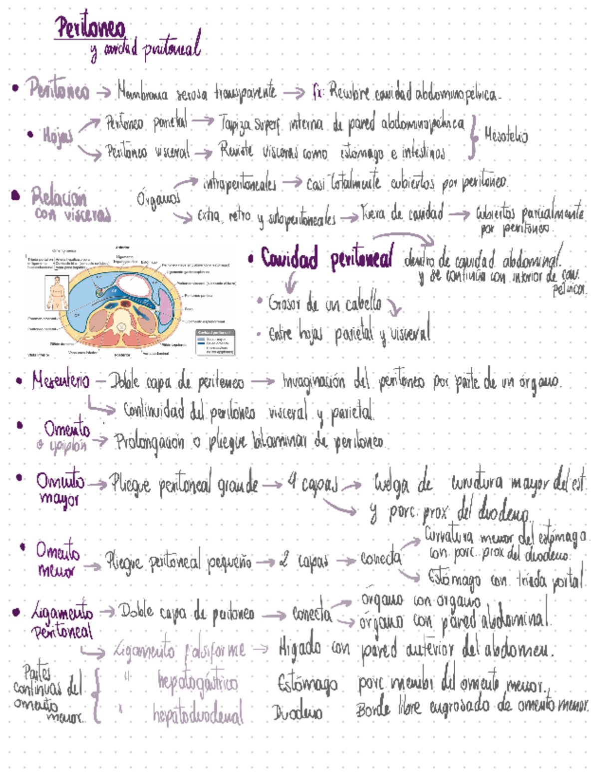 Peritoneo - Cavidad Peritoneal - Peritoneo y cavetad portoneal Pentonco ...