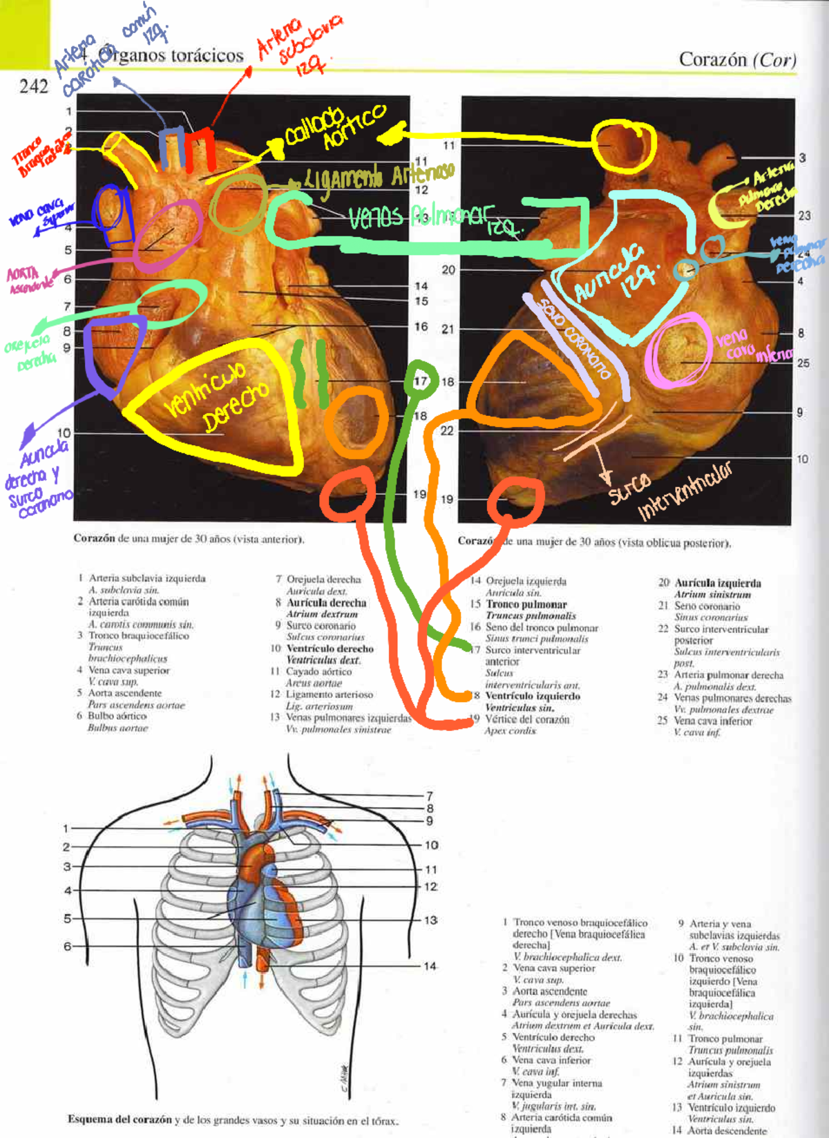 Corazón: Anatomía y Válvulas (Curso 7ub7b8b878b7) - Studocu