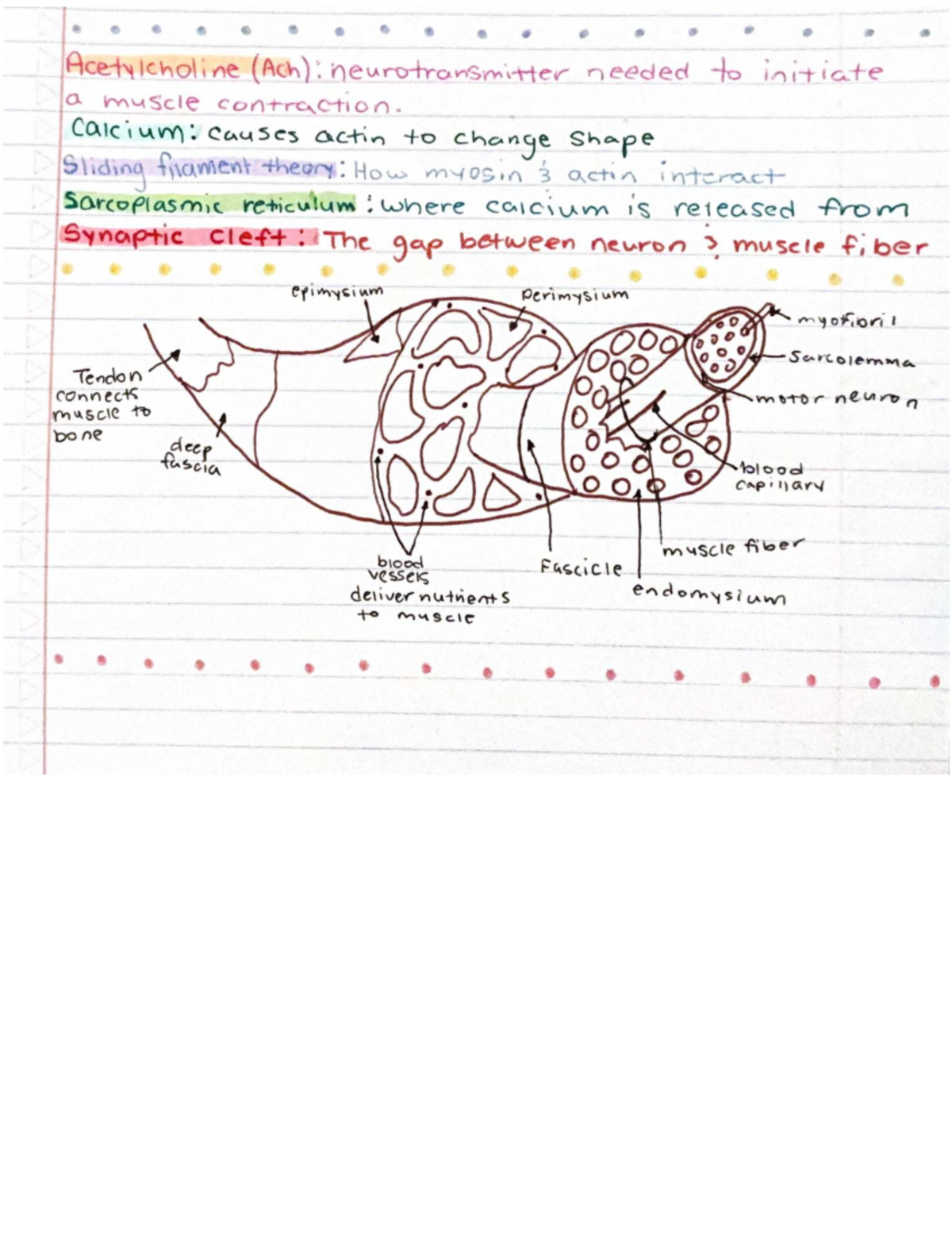 Final Exam Study Guide for CS101: Muscle Contraction & Anatomy - Studocu
