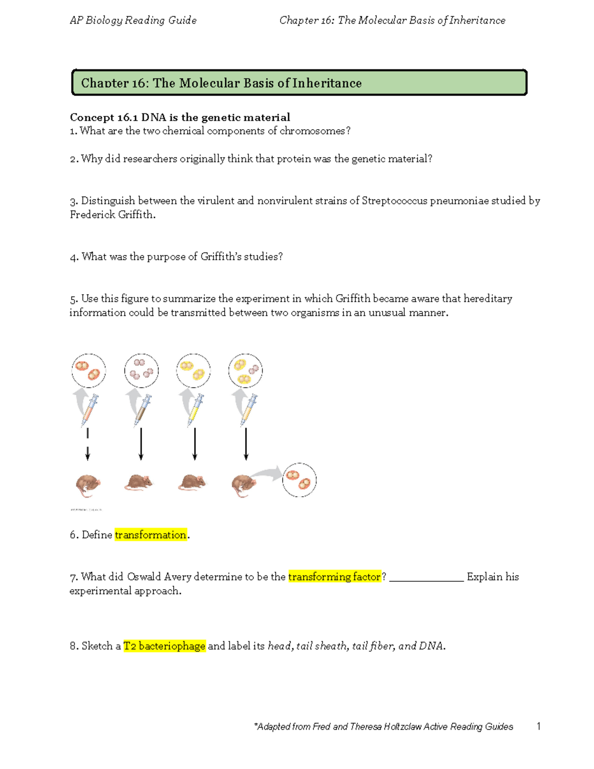 Chapter 16 Reading Guide: The Molecular Basis of Inheritance - Campbell ...