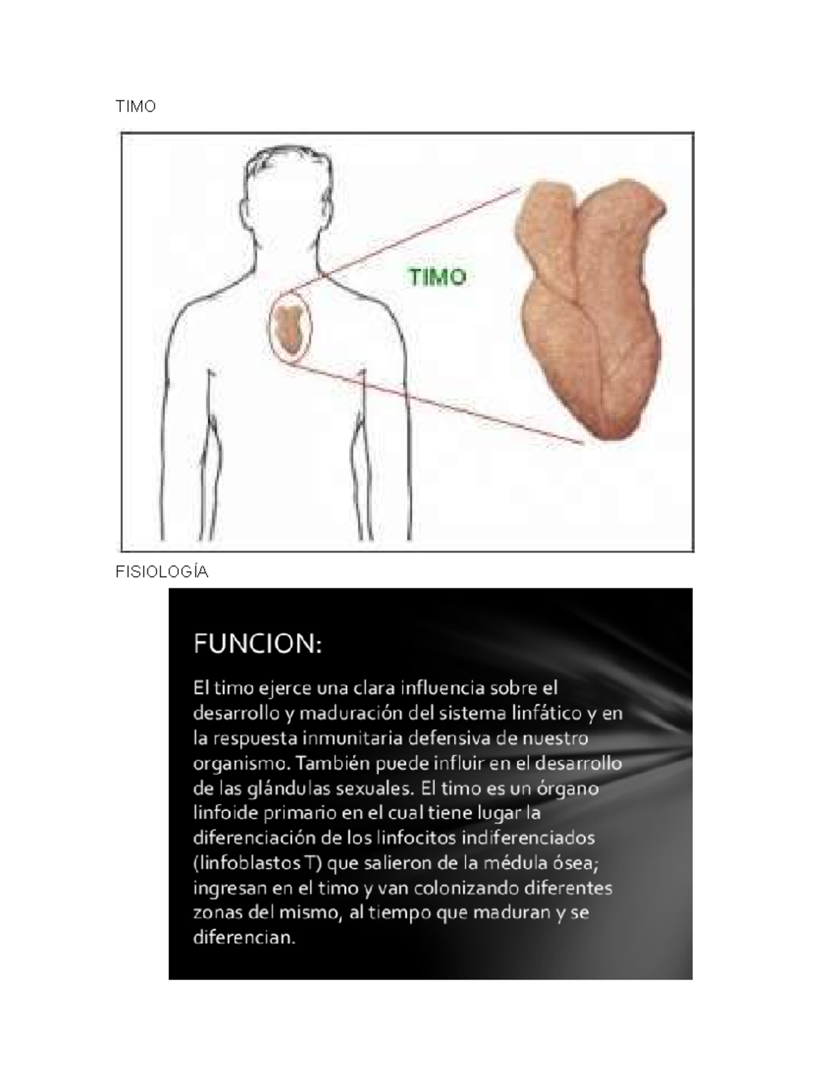 TIMO - Fisiología del timo - TIMO FISIOLOGÍA Timo Al timo antiguamente ...