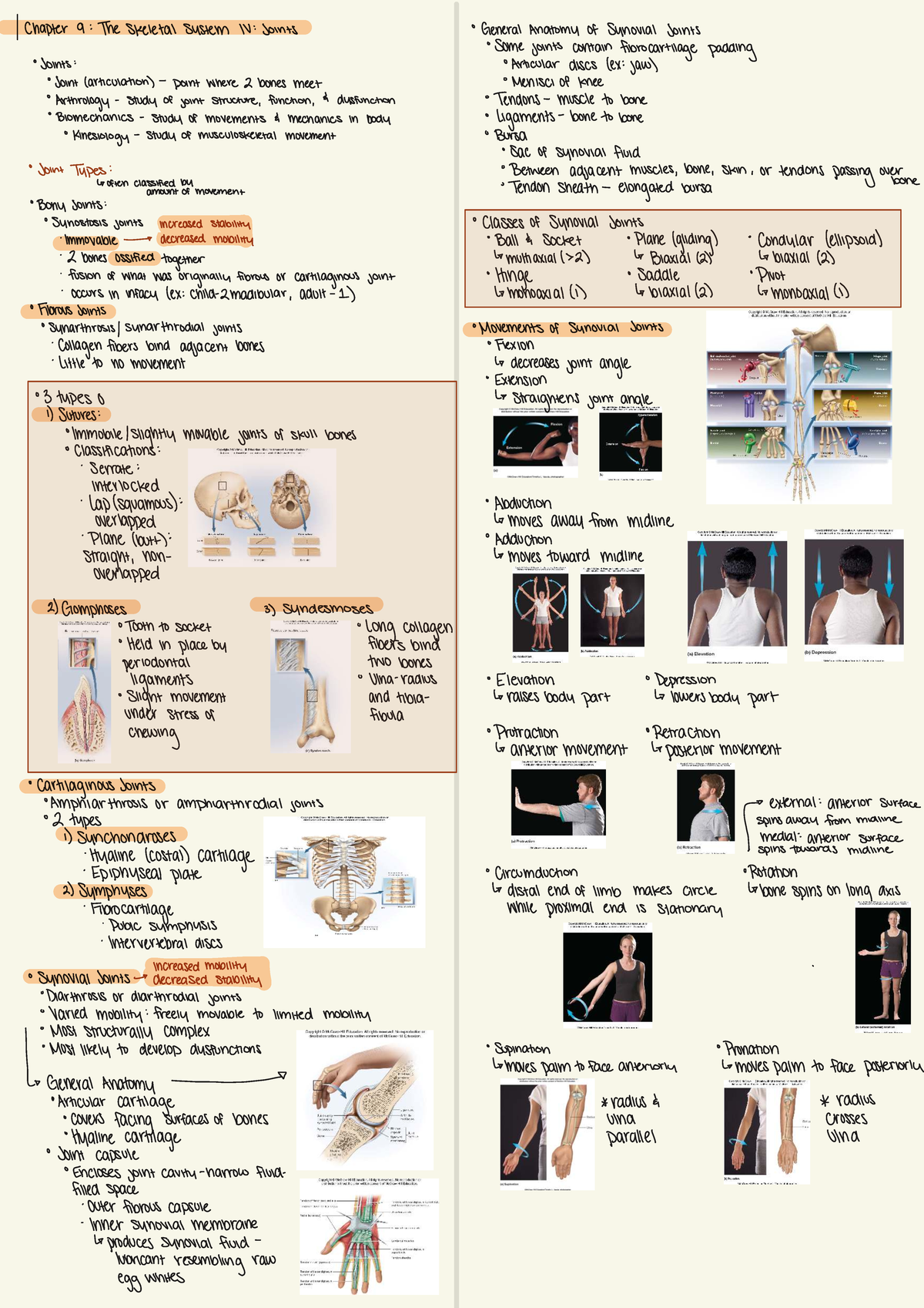 Chapter 9: The Skeletal System - Joints & Synovial Anatomy - Studocu
