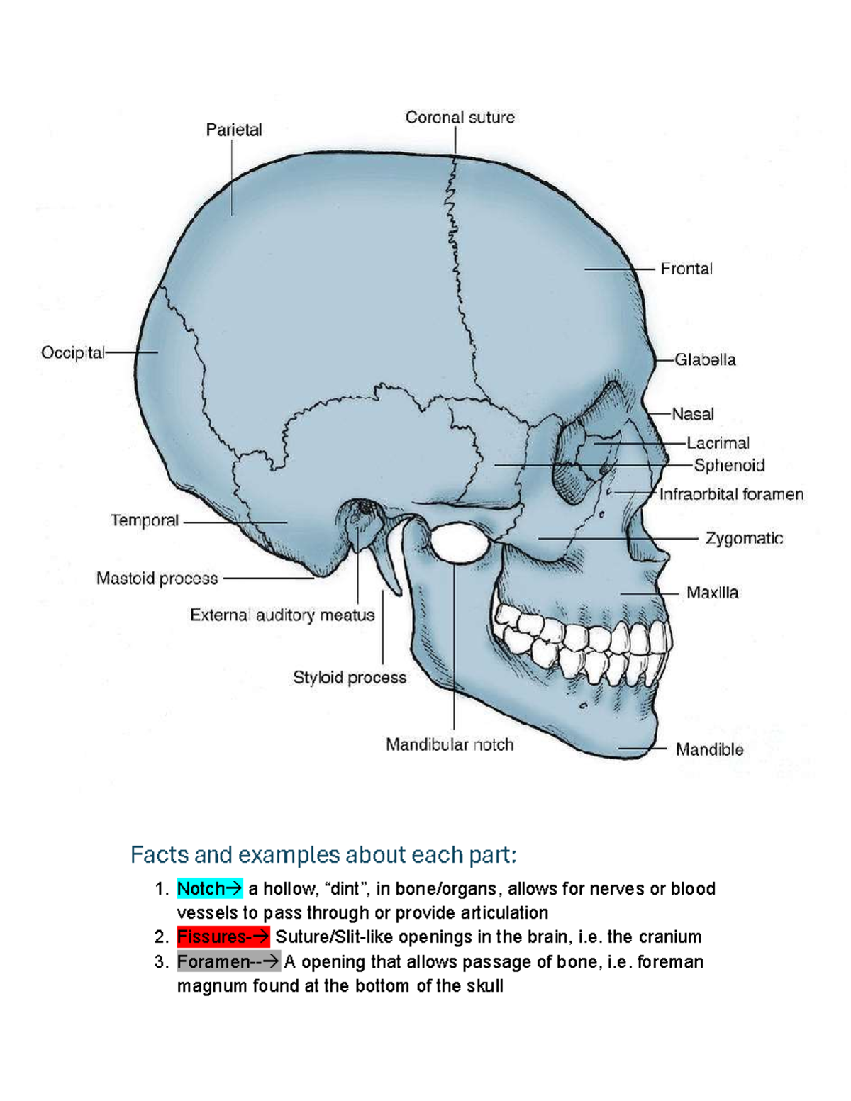 2nd Year Skull Notes: Facts & Examples of Cranial Openings - Studocu