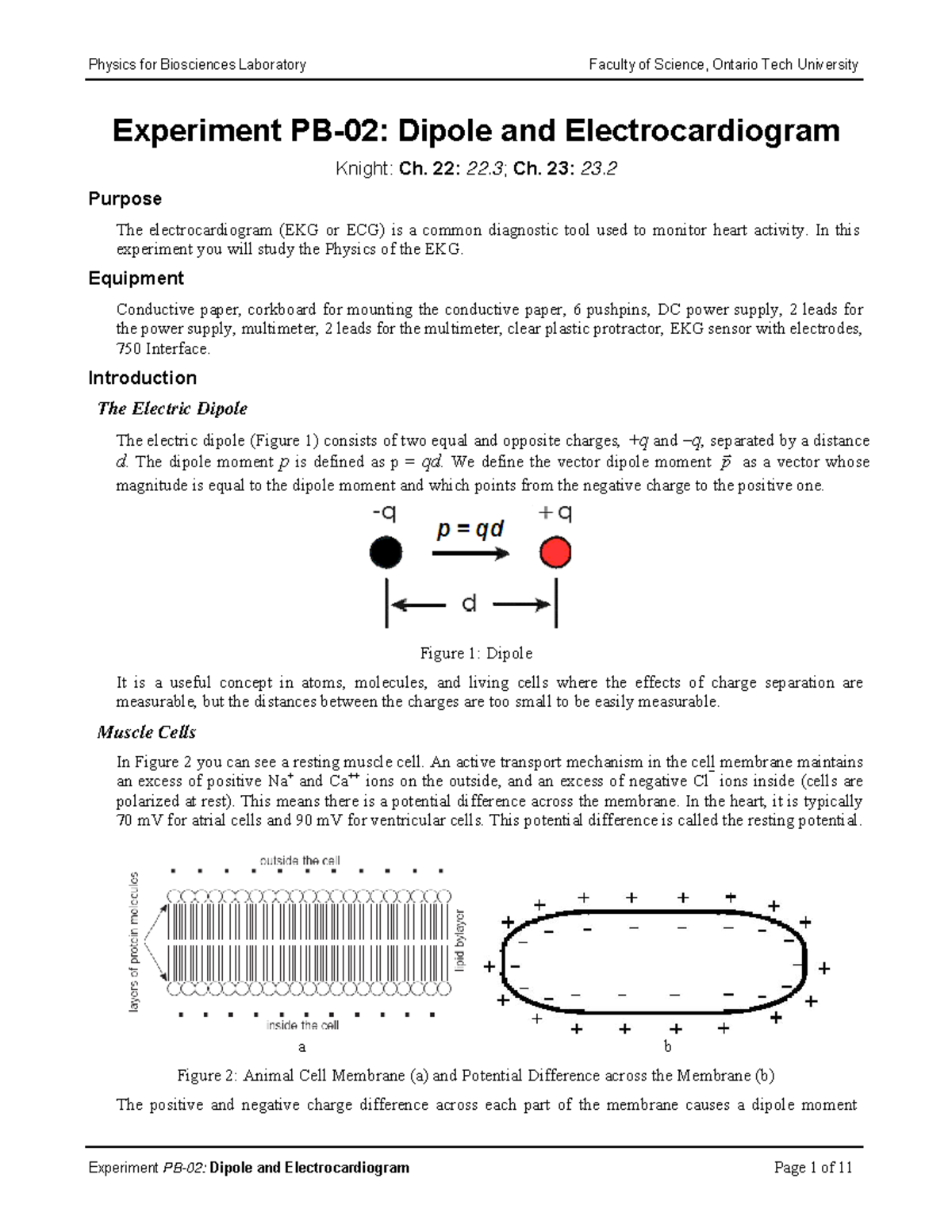 Physics for Biosciences Lab (PHYS 1010): Dipole & EKG Experiment - Studocu