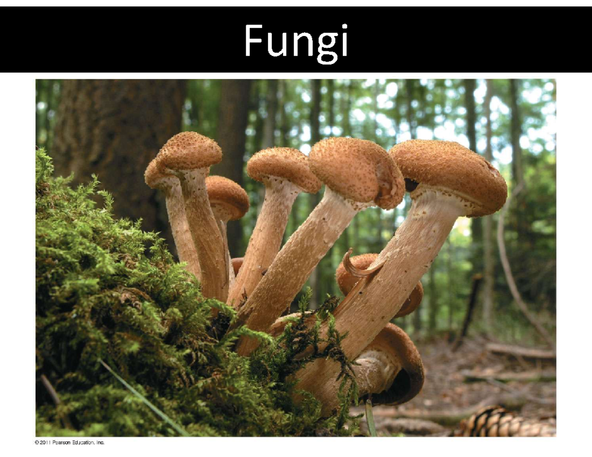 Ecology and Diversity of Fungi: Structures and Relationships in ...