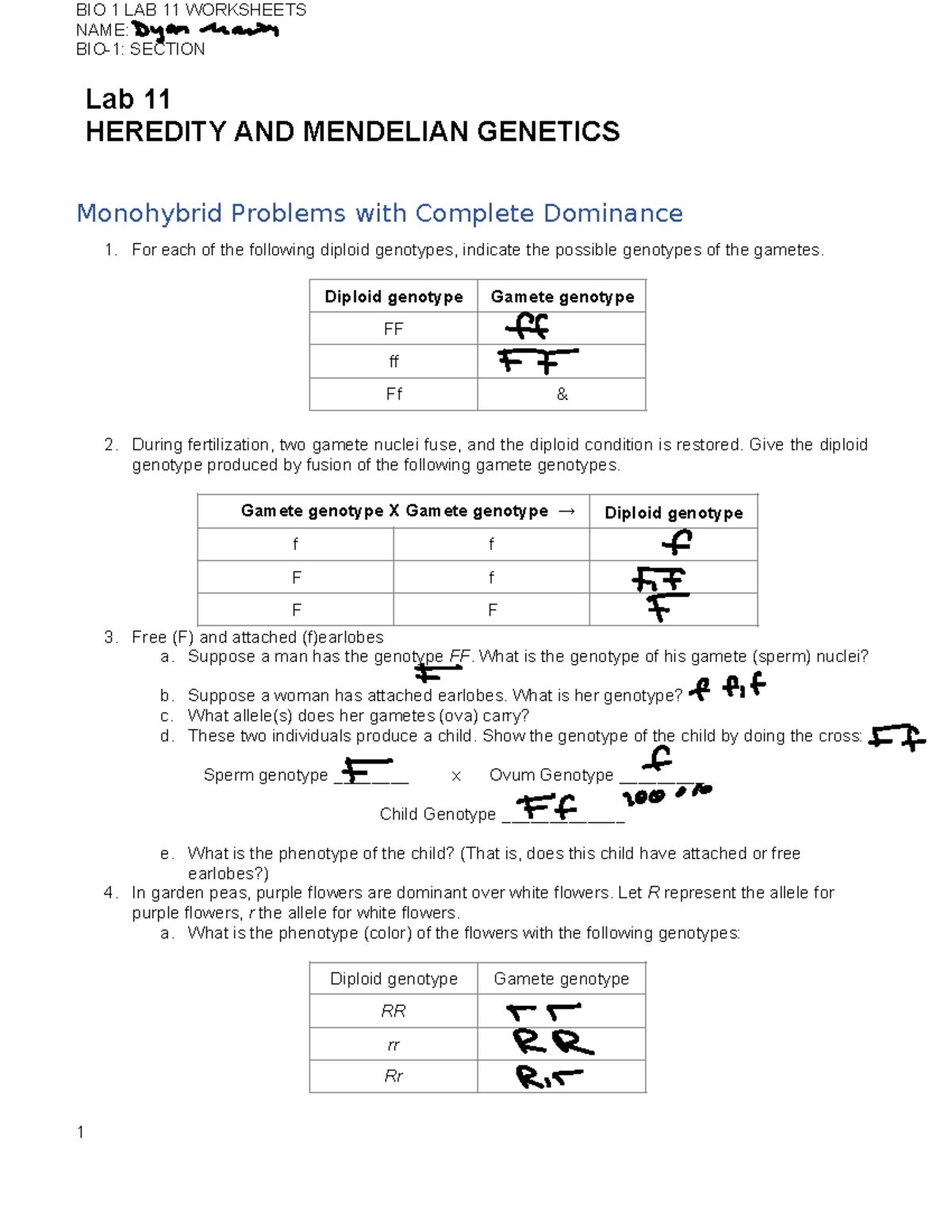 LAB 11: Mendelian Genetics Worksheets for BIO-1 Students - Studocu