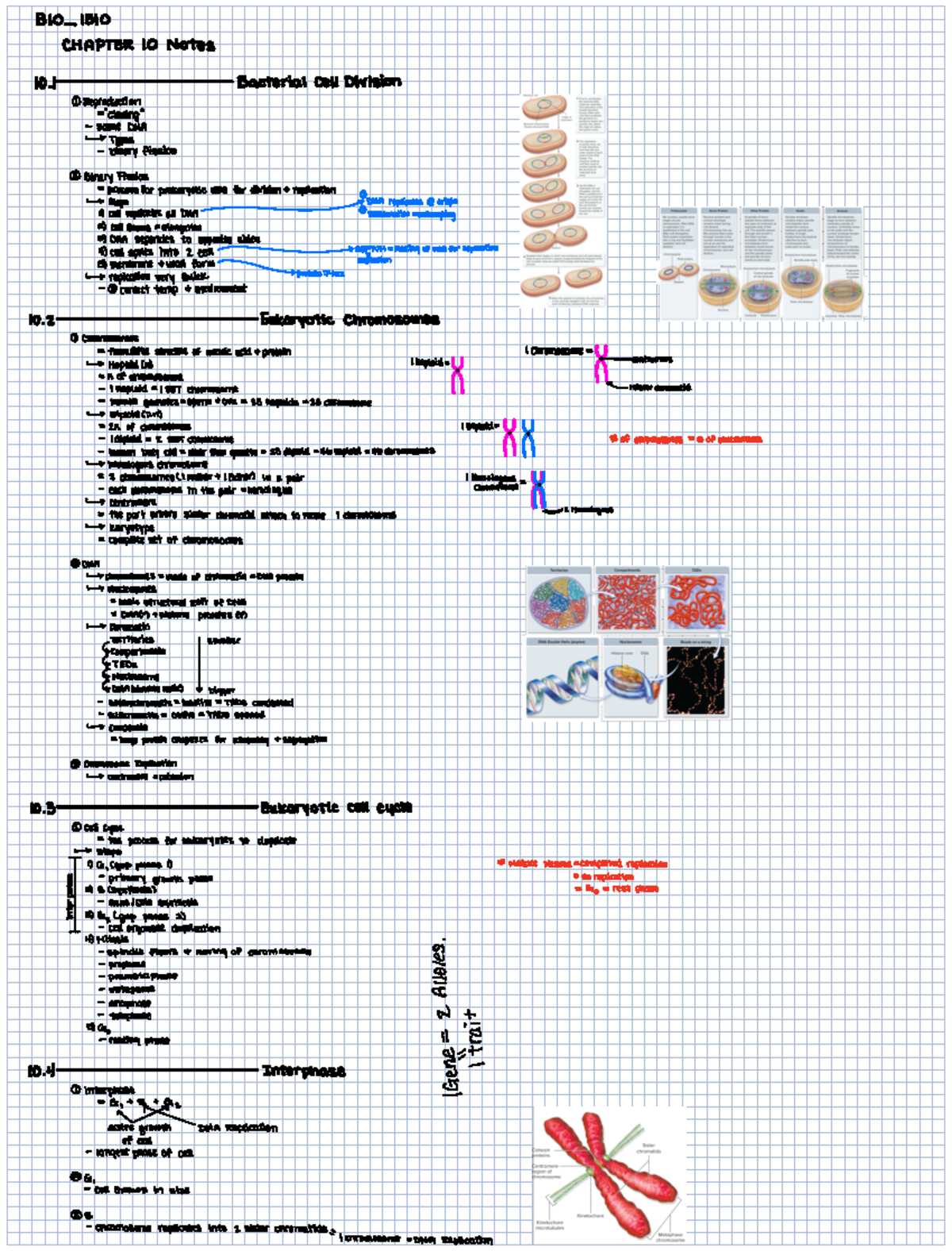 BIO1510 Chapter 10 Notes: Bacterial and Eukaryotic Cell Division - Studocu