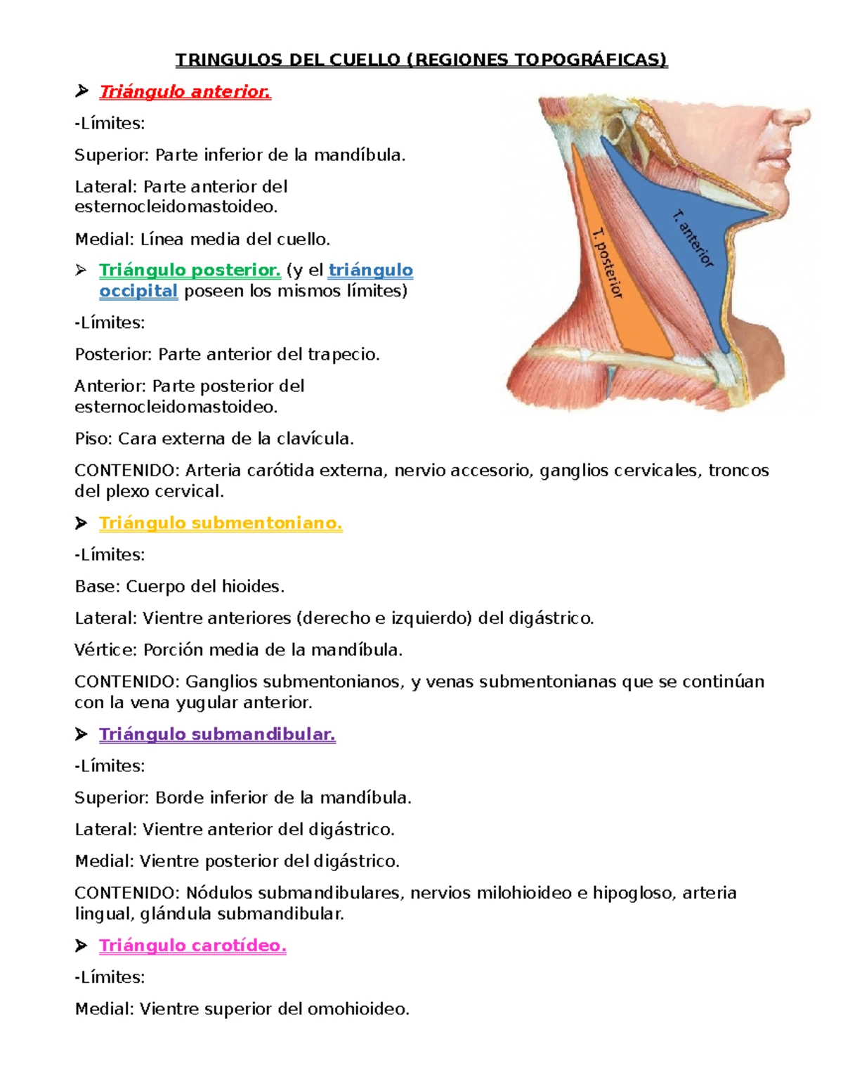 Resúmen de los Cartílagos de la Laringe - Anatomía y Función - Studocu