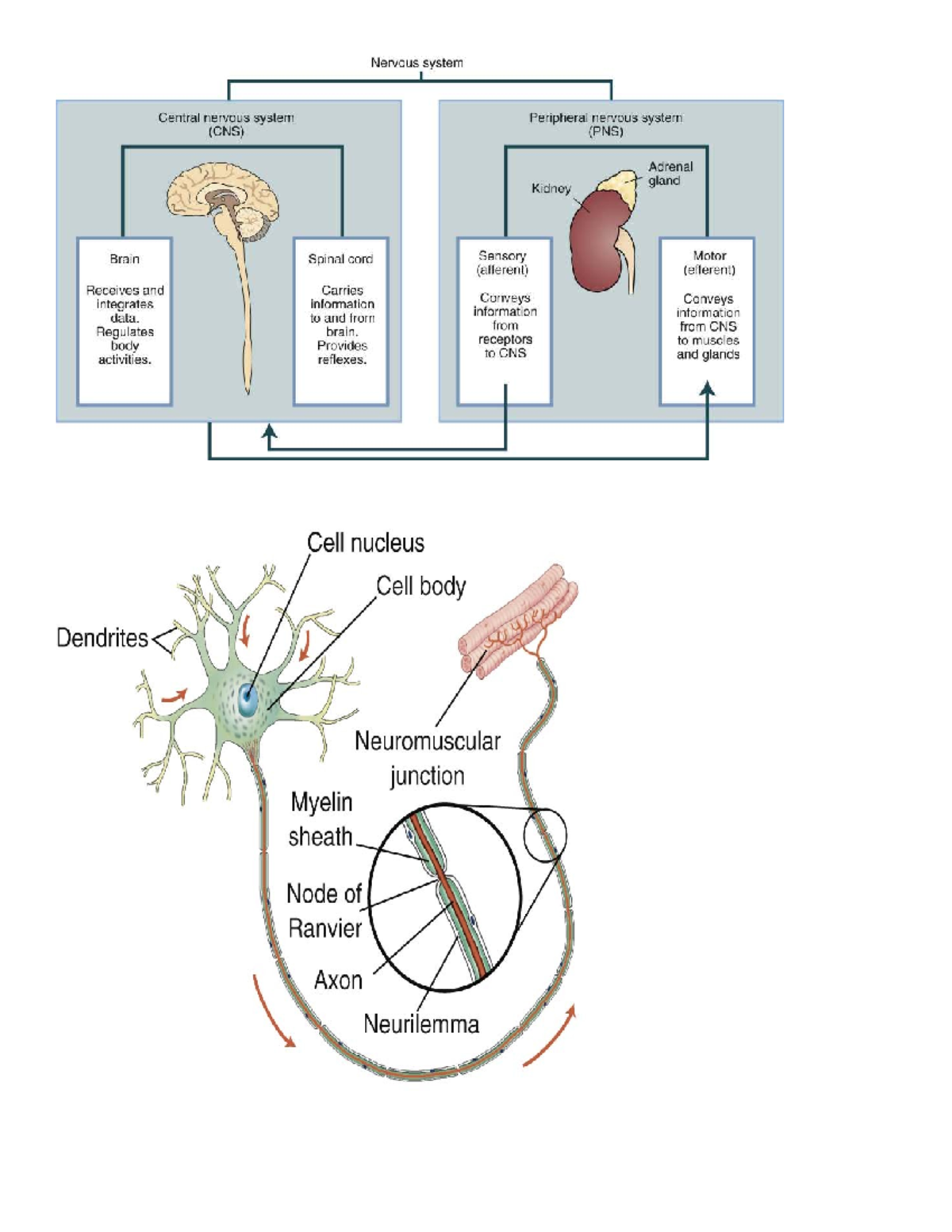 Final Exam Study Guide for Course ABC123: Key Topics and Concepts ...