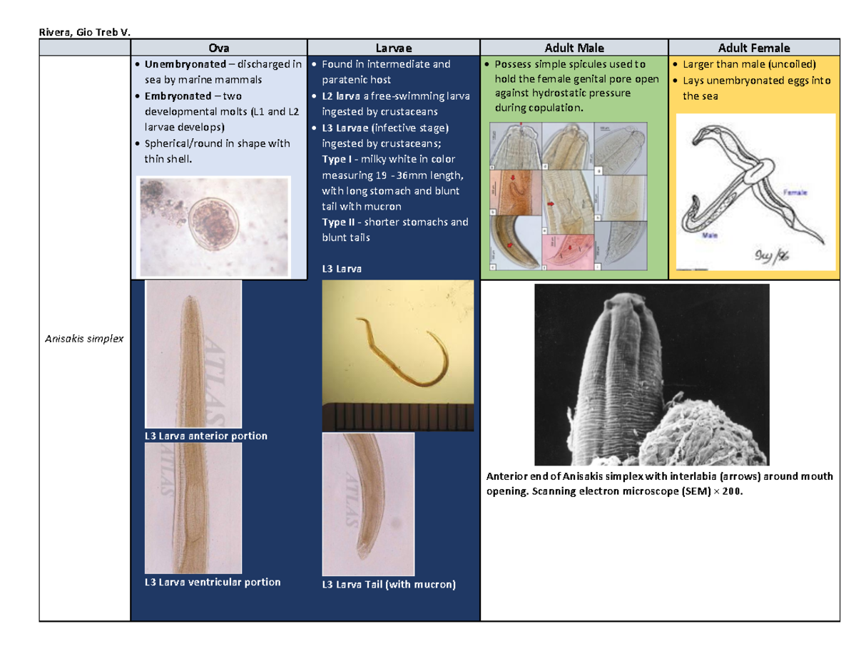 Nematodes Part 2 Characteristics (Ova and Larvae) - Warning: TT: undefined function: 32 Warning ...