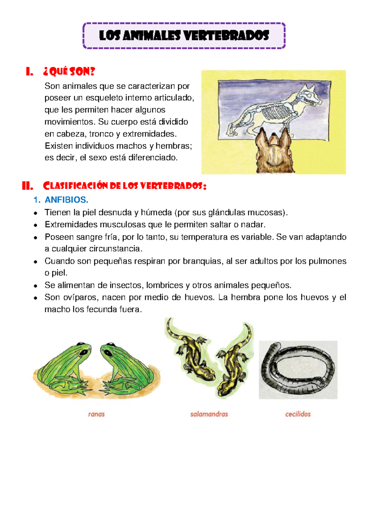 LOS ANIMALES VERTEBRADOS I: CLASIFICACIÓN Y CARACTERÍSTICAS - Studocu