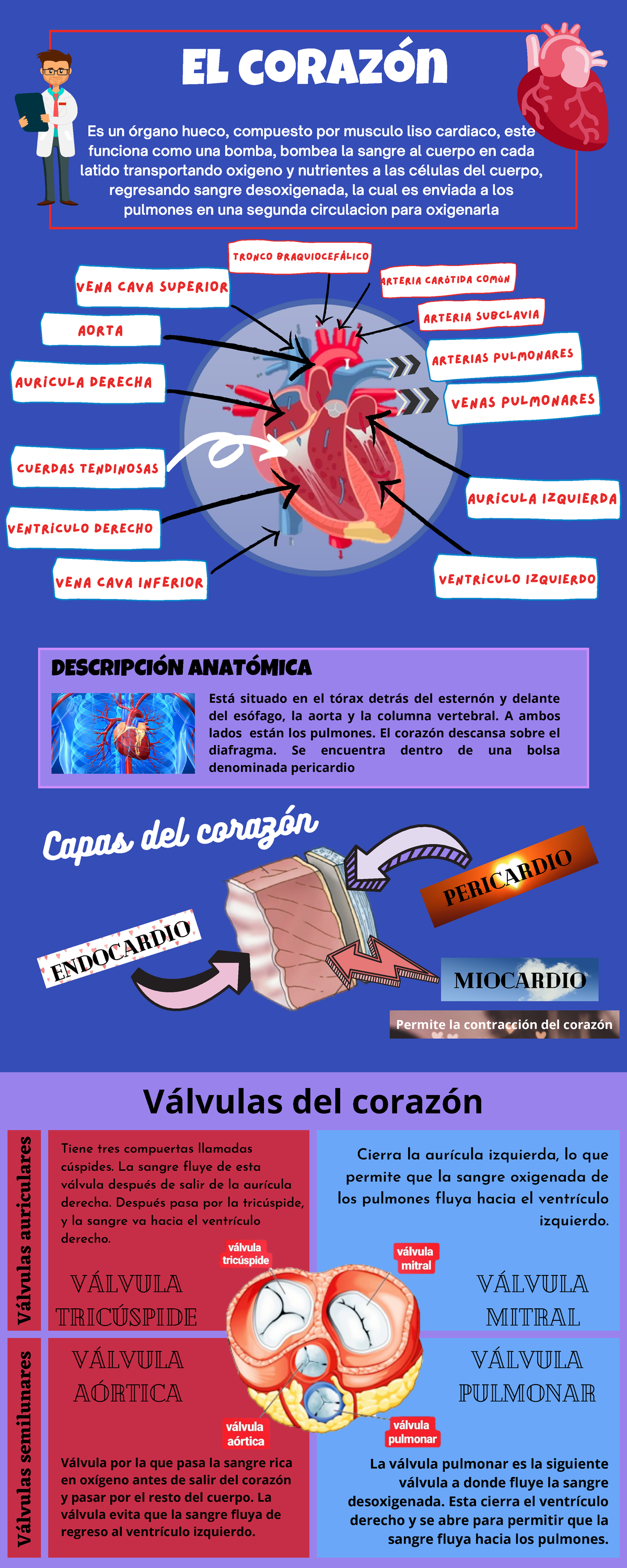 Infografía del corazón - El corazón DESCRIPCIÓN ANATÓMICA Cuerdas ...