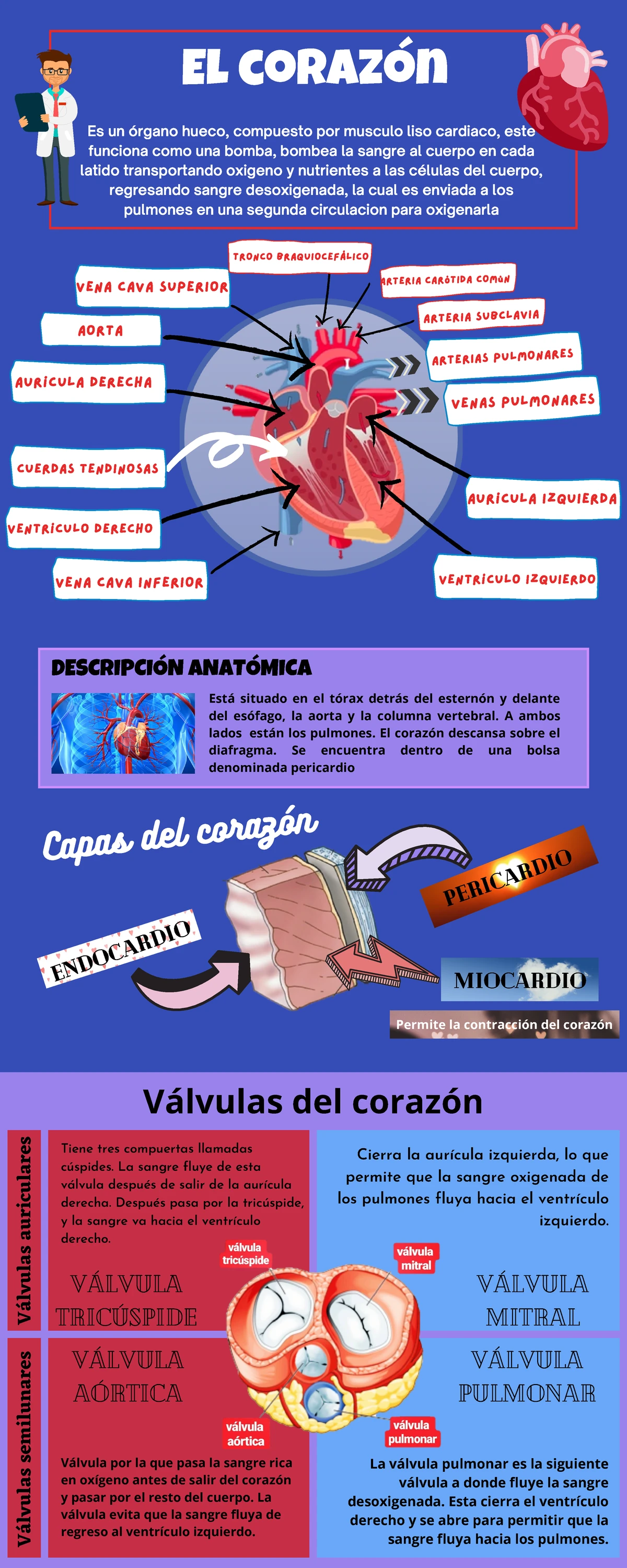 Métodos de Estudio de la Anatomía Humana: Enfoques y Técnicas - Studocu