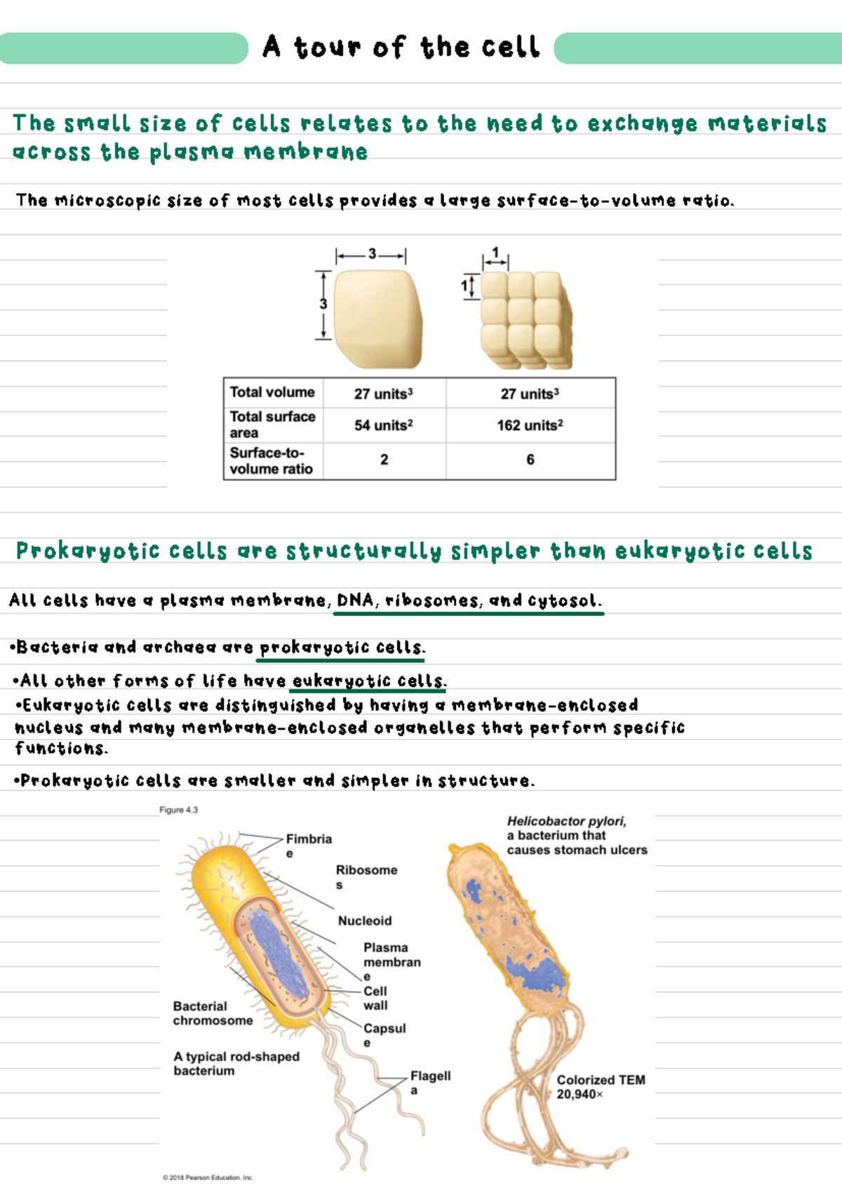 Bio 101 Chapter 4: The Cell and Its Organelles Notes - Studocu