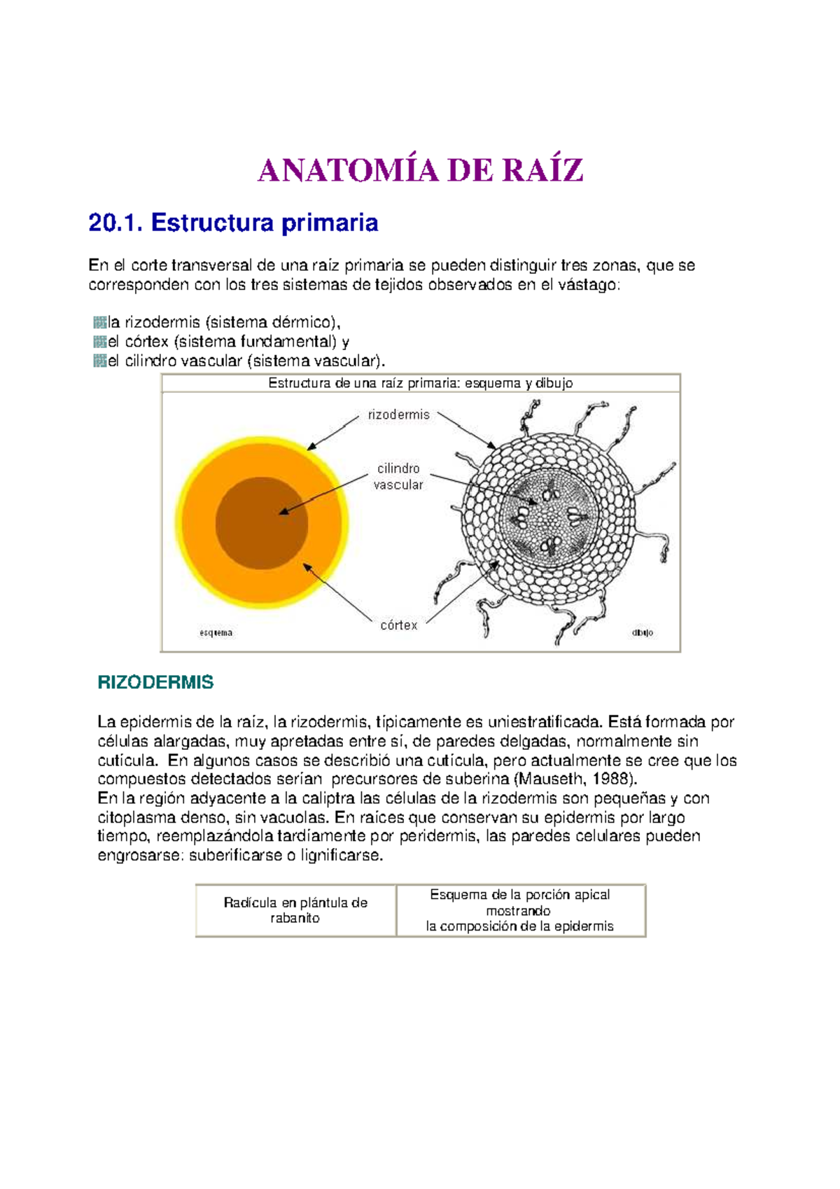 Anatomía de la Raíz: Morfología y Estructura Primaria (BIOL 101) - Studocu