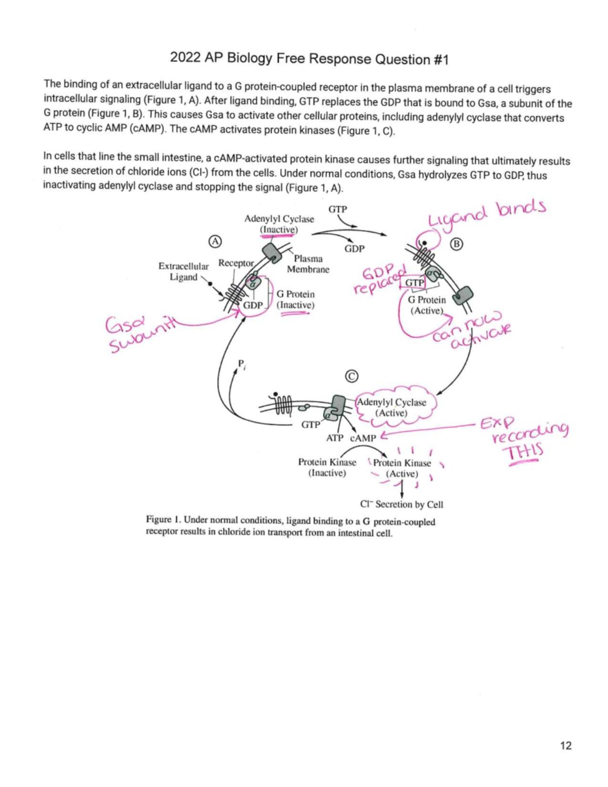 AP Biology 2022 Free Response: G Protein Signaling & Cholera Toxin ...