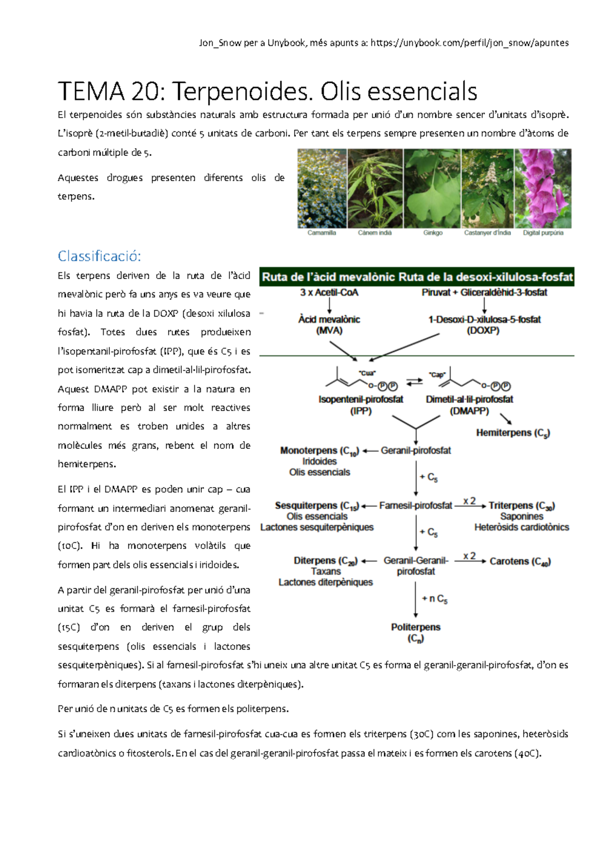Tema 20: Terpenoides: origen i classificació. Olis essencials ...