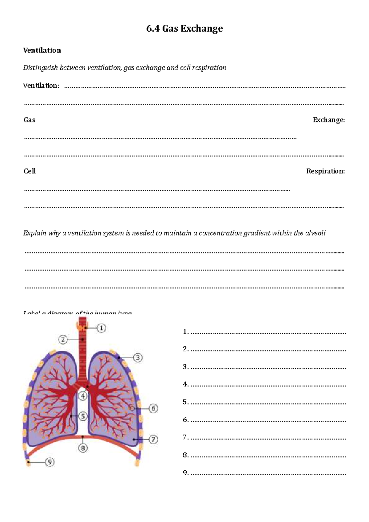 Respiratory System Worksheet - Google Docs - 6 Gas Exchange Ventilation ...