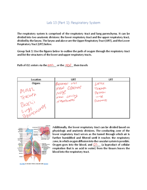 Lab+13 Part+2 +Digestive+System - Lab 13 (Part 2): DigesƟve System The ...