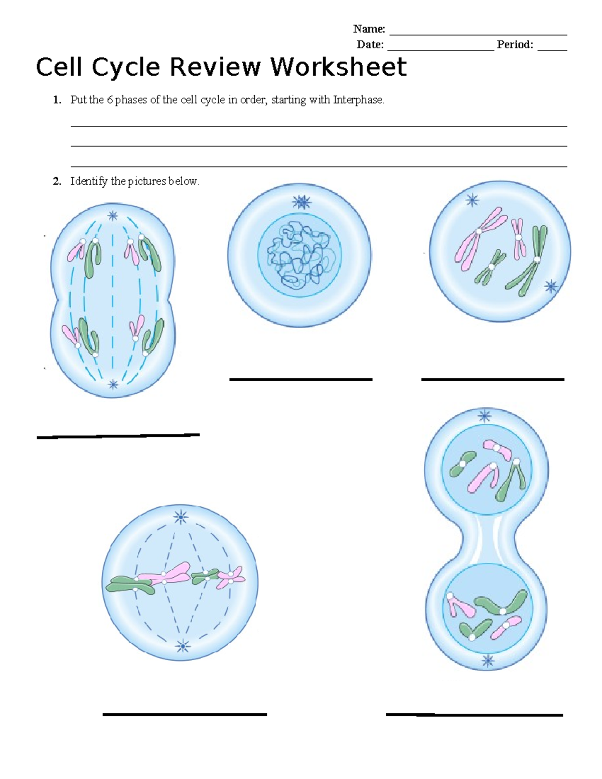 Cell Cycle and Mitosis Review - Name ...