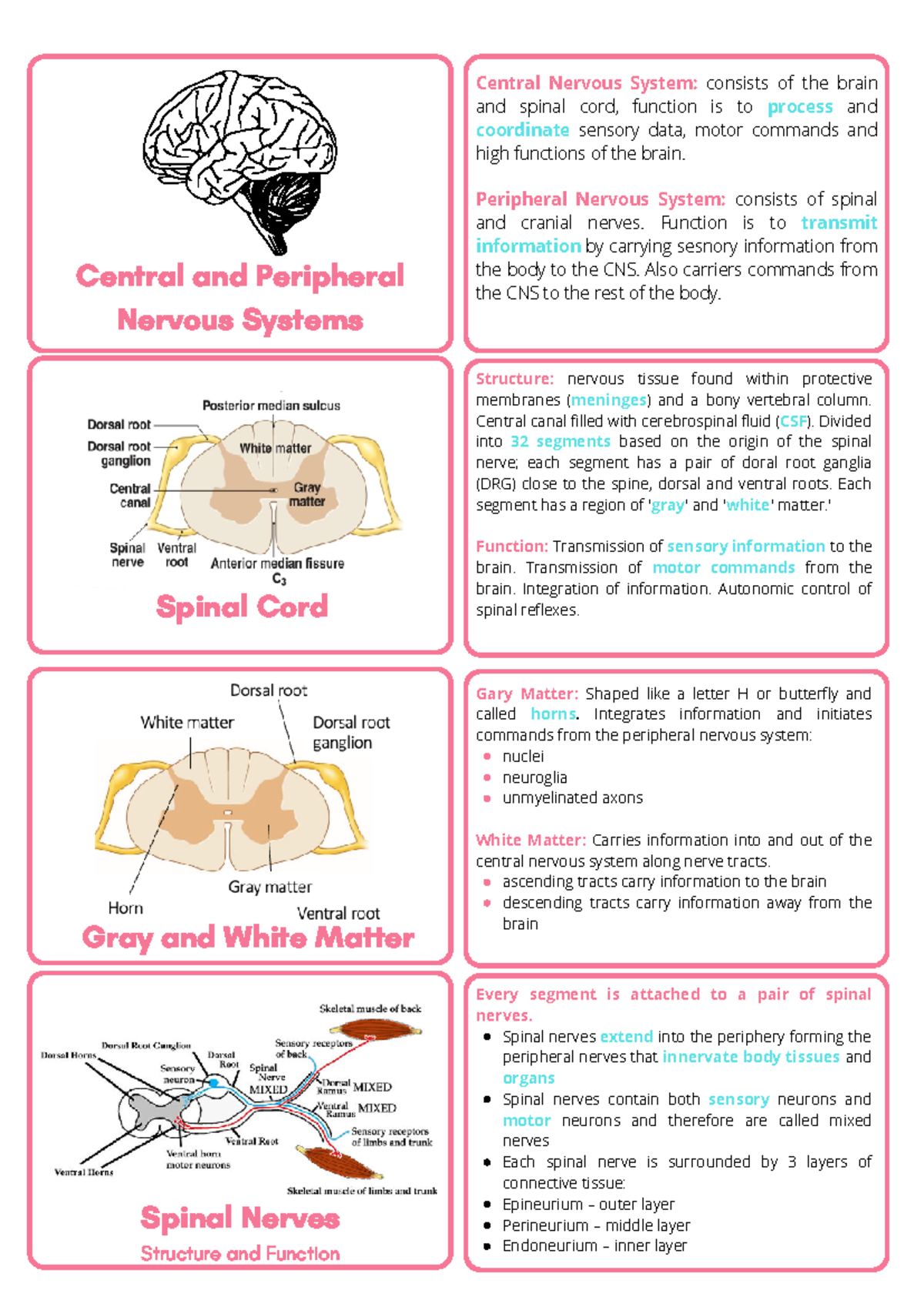 Flash Cards - Central and Peripheral Nervous Systems Central Nervous ...