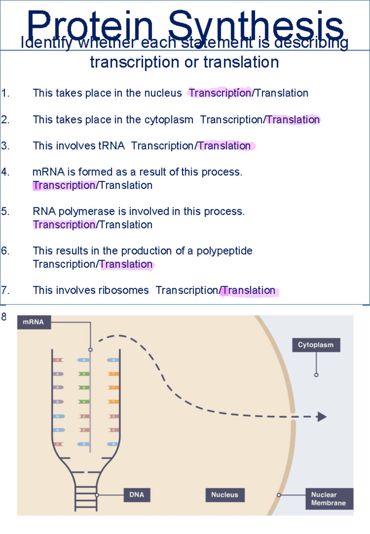 Protein Synthesis Homework: Transcription vs. Translation Analysis ...